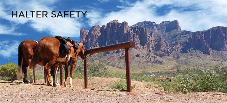 Halter Safety: How to Keep Your Horse Safe – The Horse Education Company