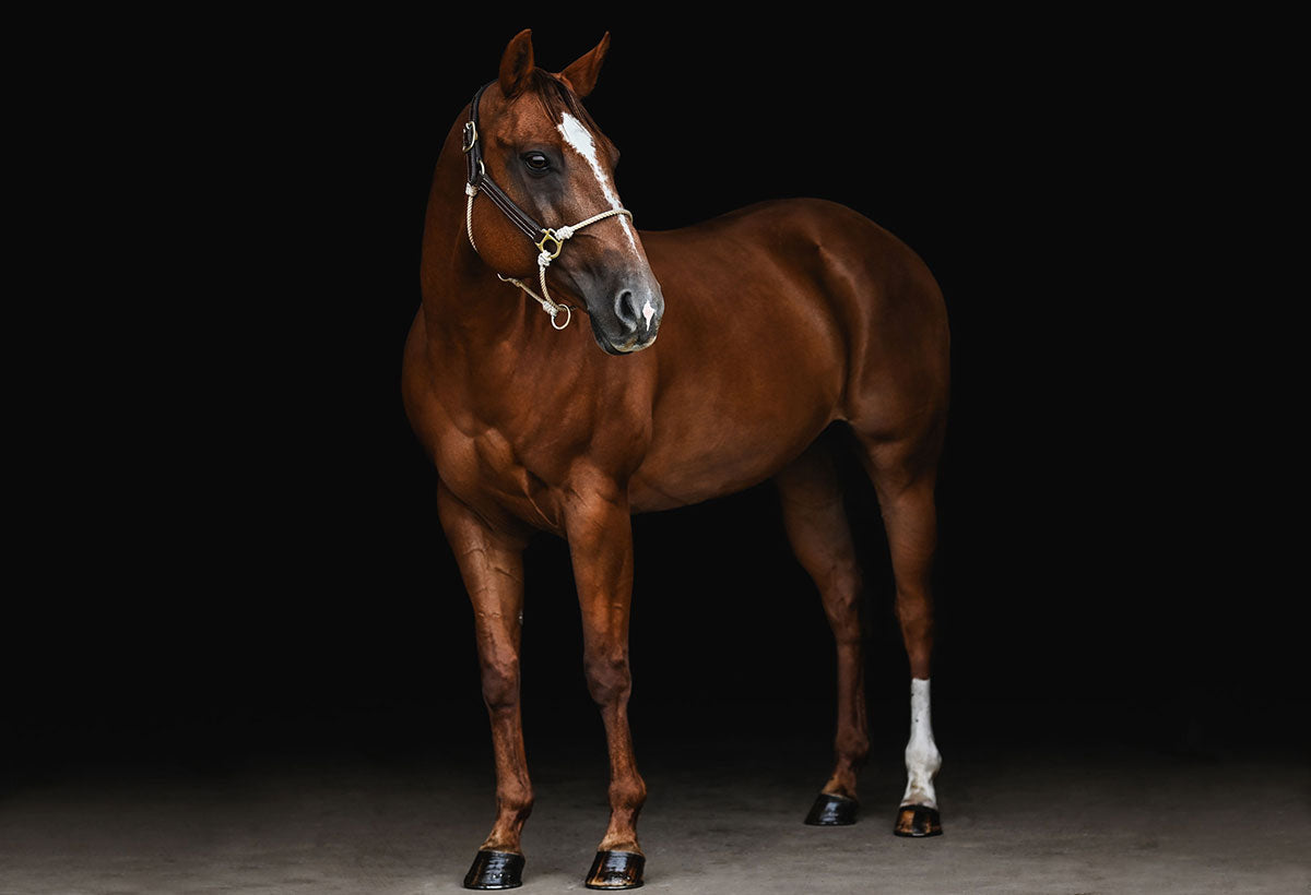 Stiff Lariat Hybrid Halters® – HEC Horse Education Company