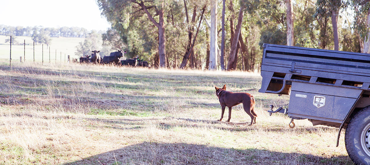 Canine Collection – HEC Horse Education Company