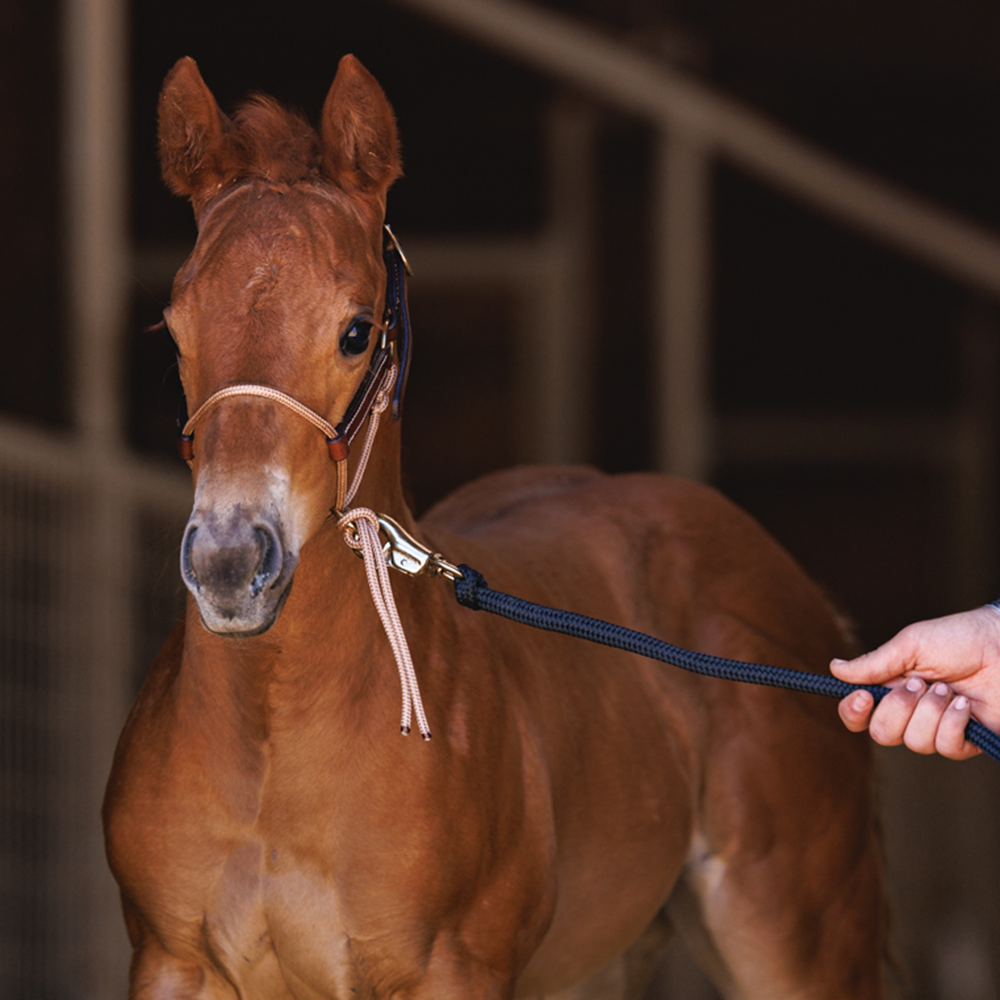 Foal Halters – HEC Horse Education Company
