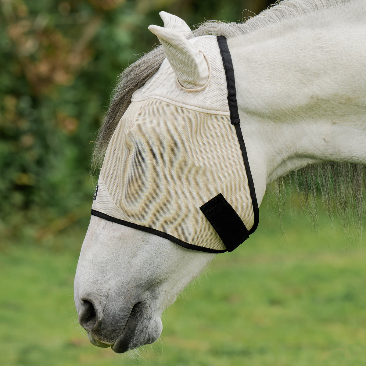 Classic Leather Hybrid Halter® – HEC Horse Education Company