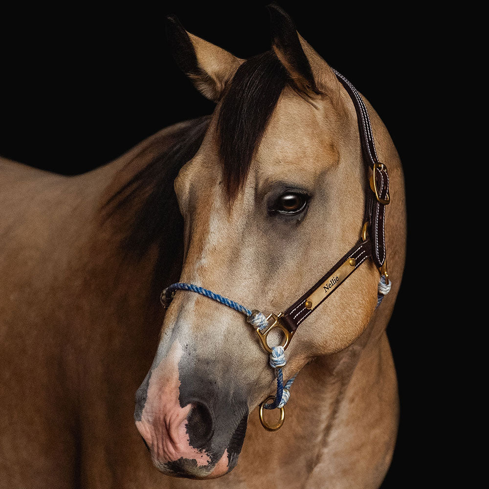 Blue Lariat Hybrid Halter – HEC Horse Education Company