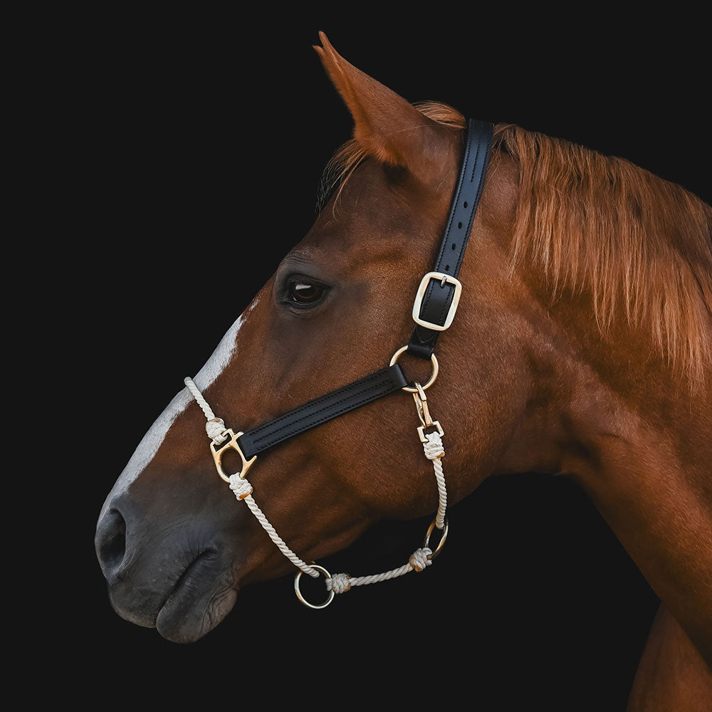 Black Leather Lariat Hybrid Halter – The Horse Education Company