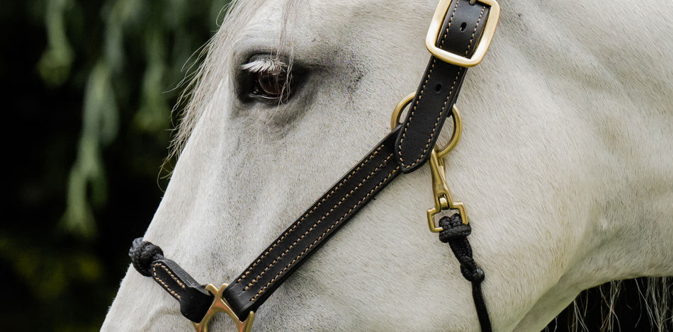 Choosing the Right HYBRID Halter – The Horse Education Company