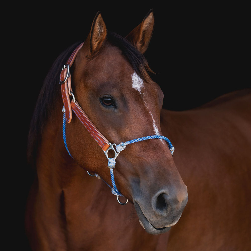 Blue Lariat Stainless Hybrid Halter – HEC Horse Education Company