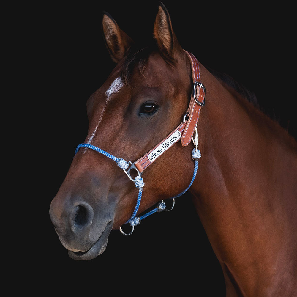 Blue Lariat Stainless Hybrid Halter – The Horse Education Company