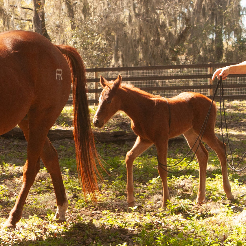 Foal Halters – The Horse Education Company