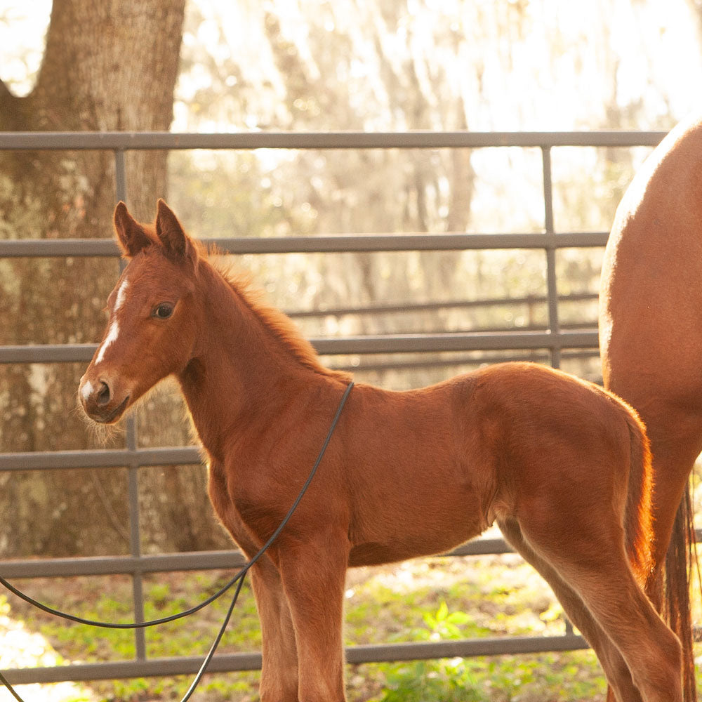 22' Foal Handling Line, Soft Driving Lines – The Horse Education Company