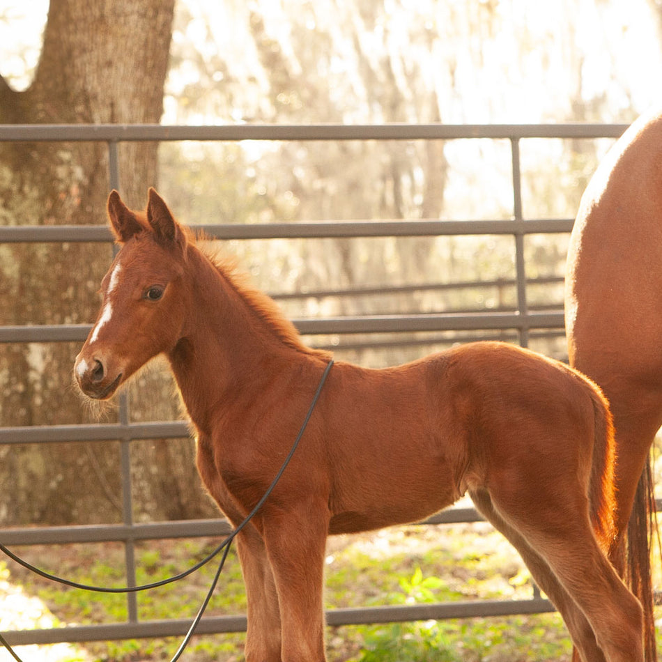 22' Foal Handling Line, Soft Driving Lines – The Horse Education Company