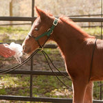 Foal Halters – The Horse Education Company