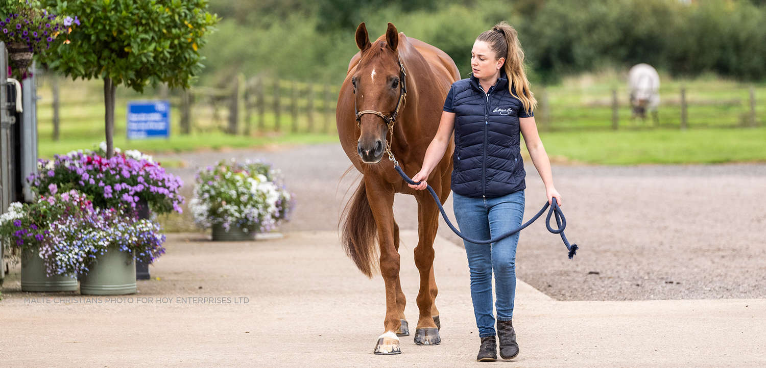 Horse Halters - Nylon or Leather Halters with Rope – The Horse ...