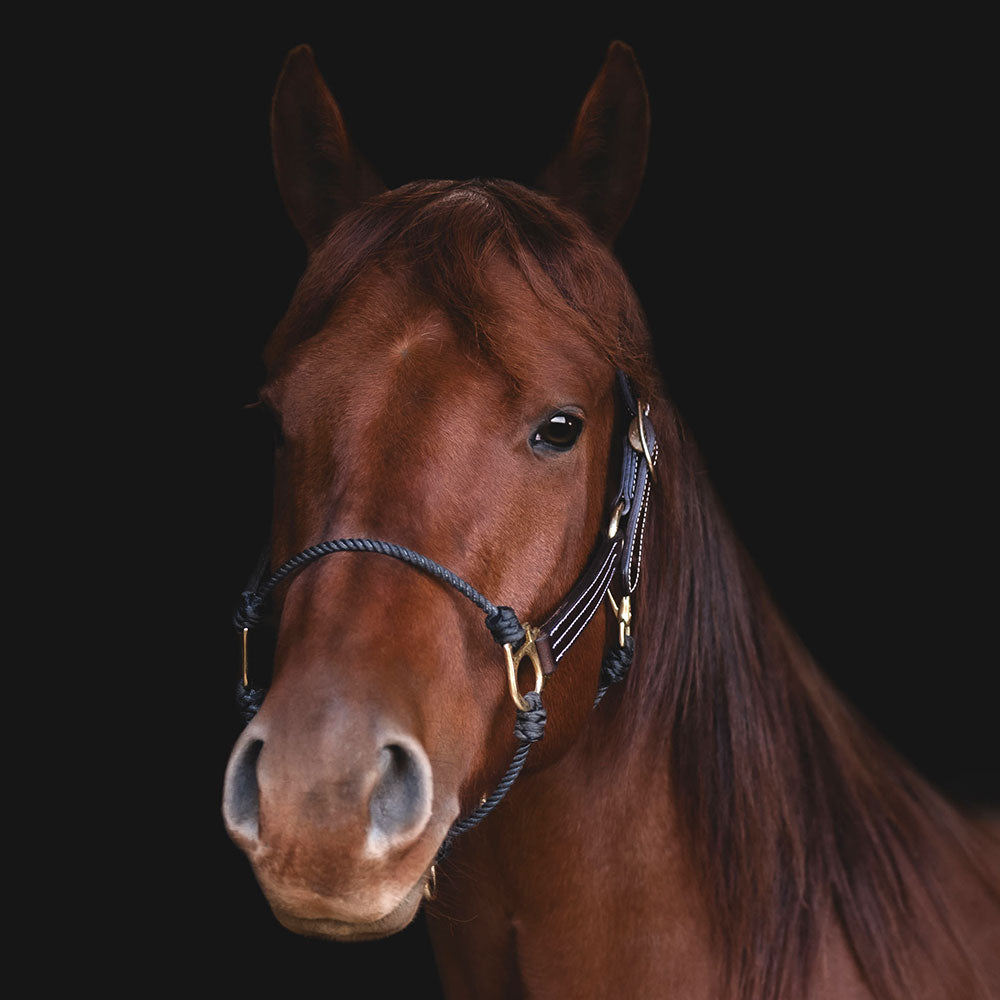 Black Lariat Hybrid Halter – HEC Horse Education Company