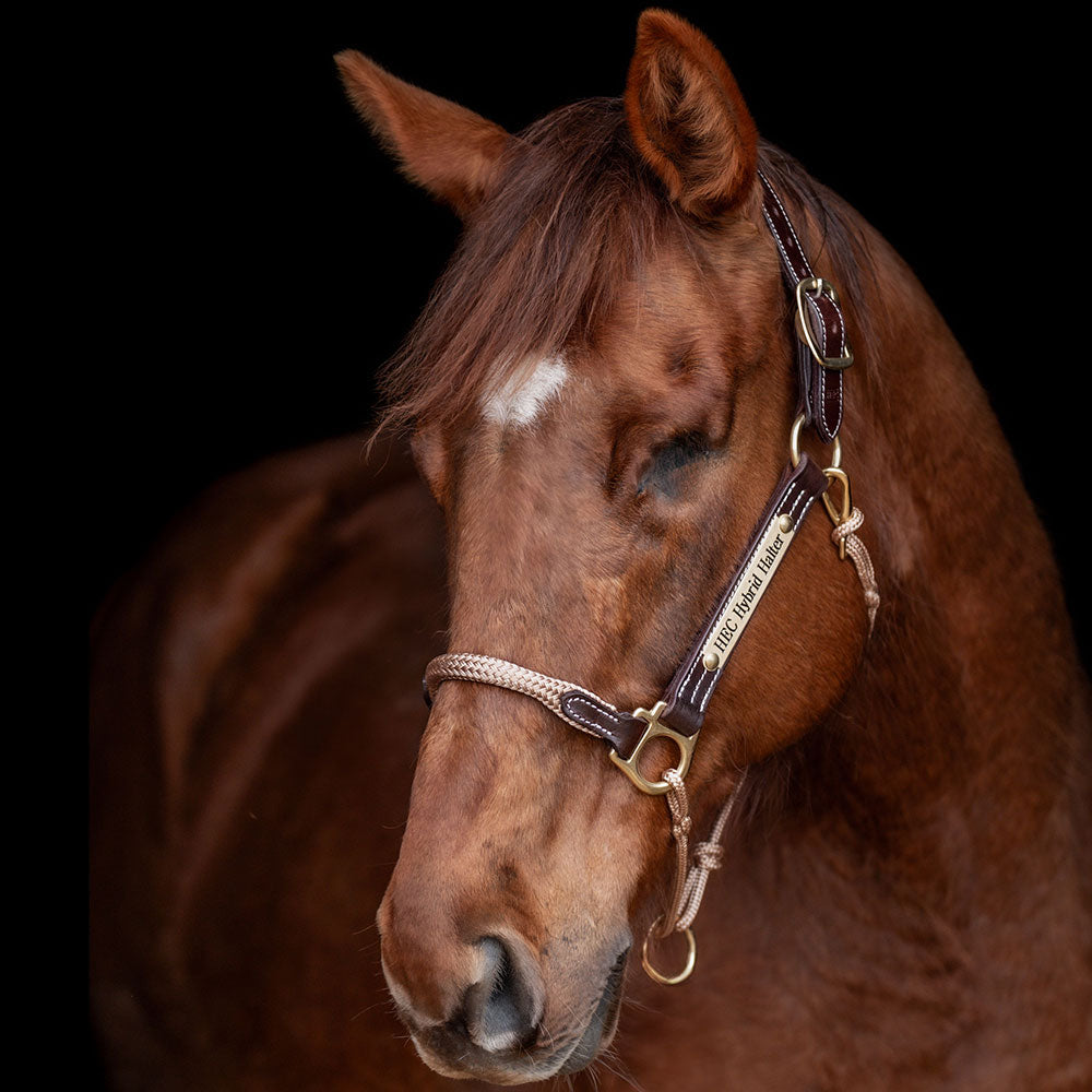 Wide Nose Hybrid Halter KNOTLESS – The Horse Education Company