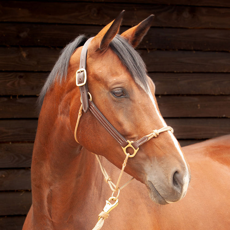 Horse Halters - Nylon or Leather Halters with Rope – The Horse ...
