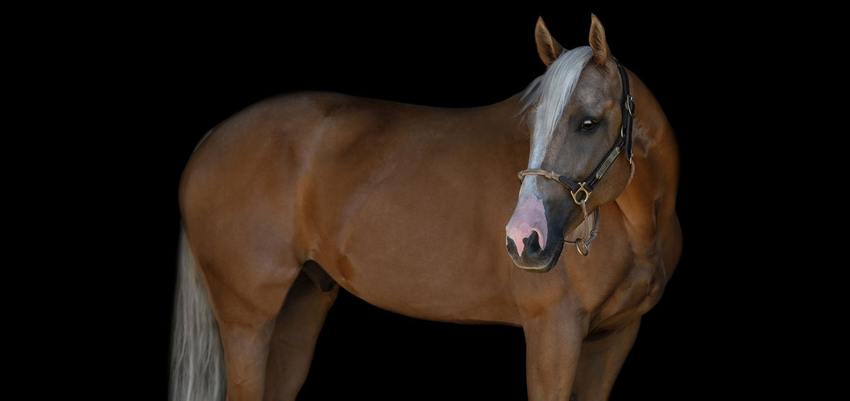 Synthetic Leather Hybrid Halter – The Horse Education Company
