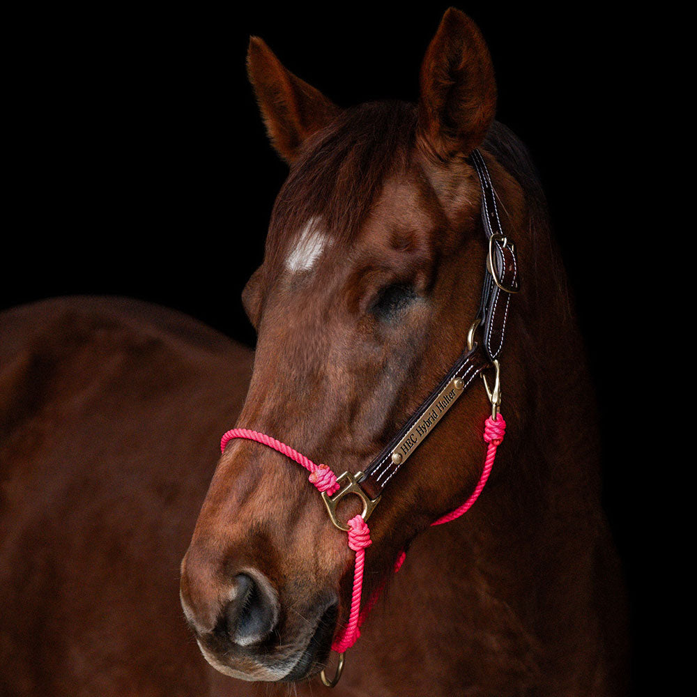 Pink Lariat Hybrid Halter – The Horse Education Company