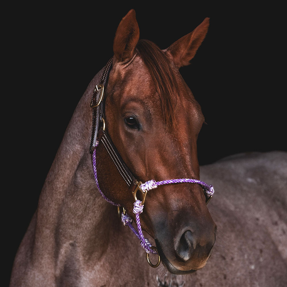 Purple Lariat Hybrid Halter – HEC Horse Education Company