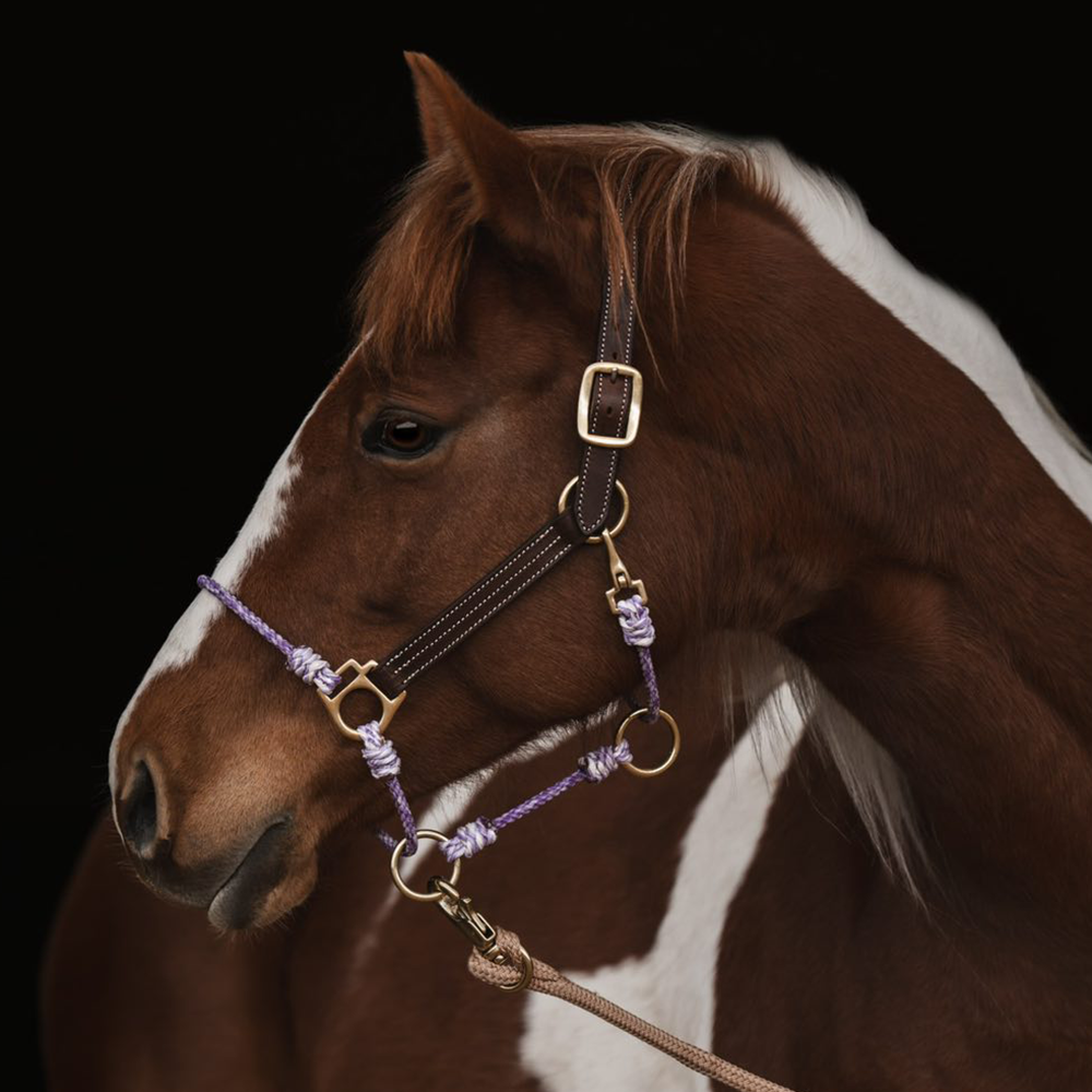 Purple Lariat Hybrid Halter – The Horse Education Company