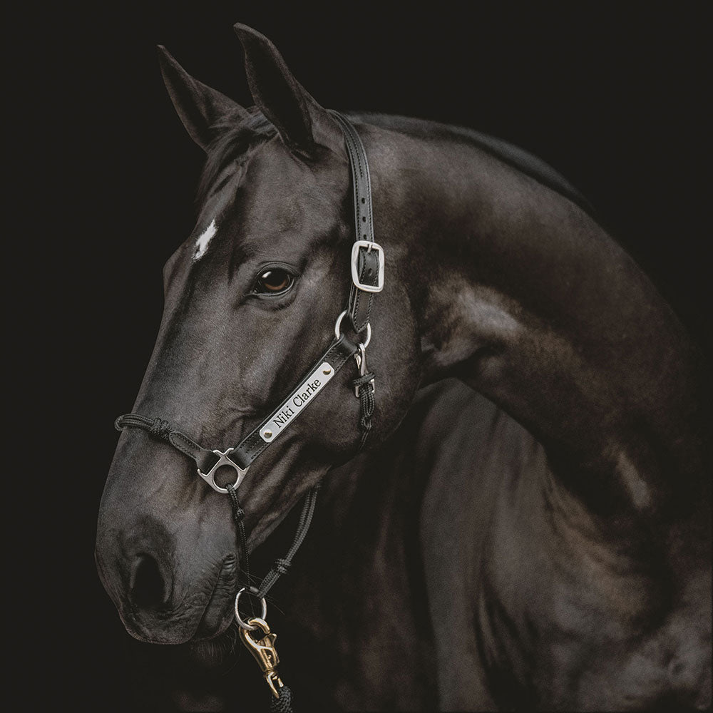 Classic Leather Hybrid Halter® Stainless – HEC Horse Education Company