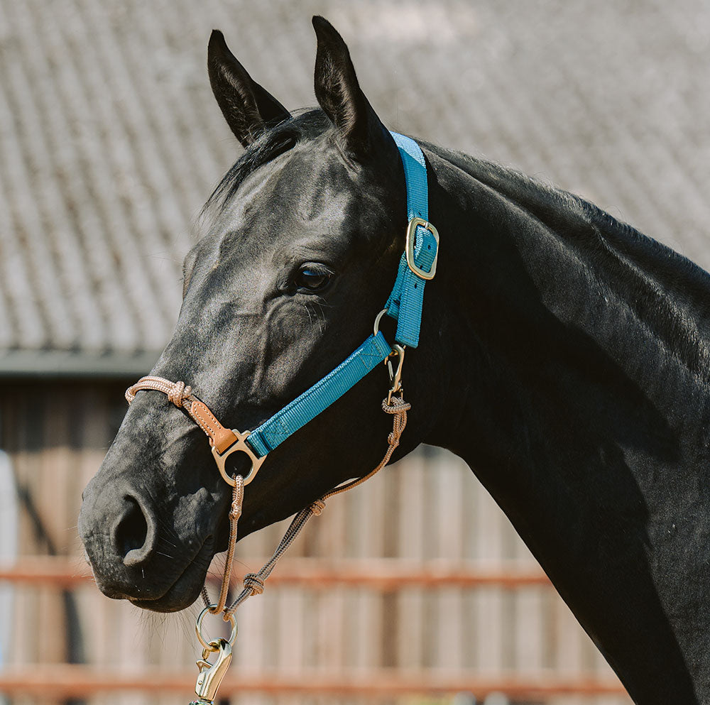 Classic Nylon Hybrid Halter® – The Horse Education Company