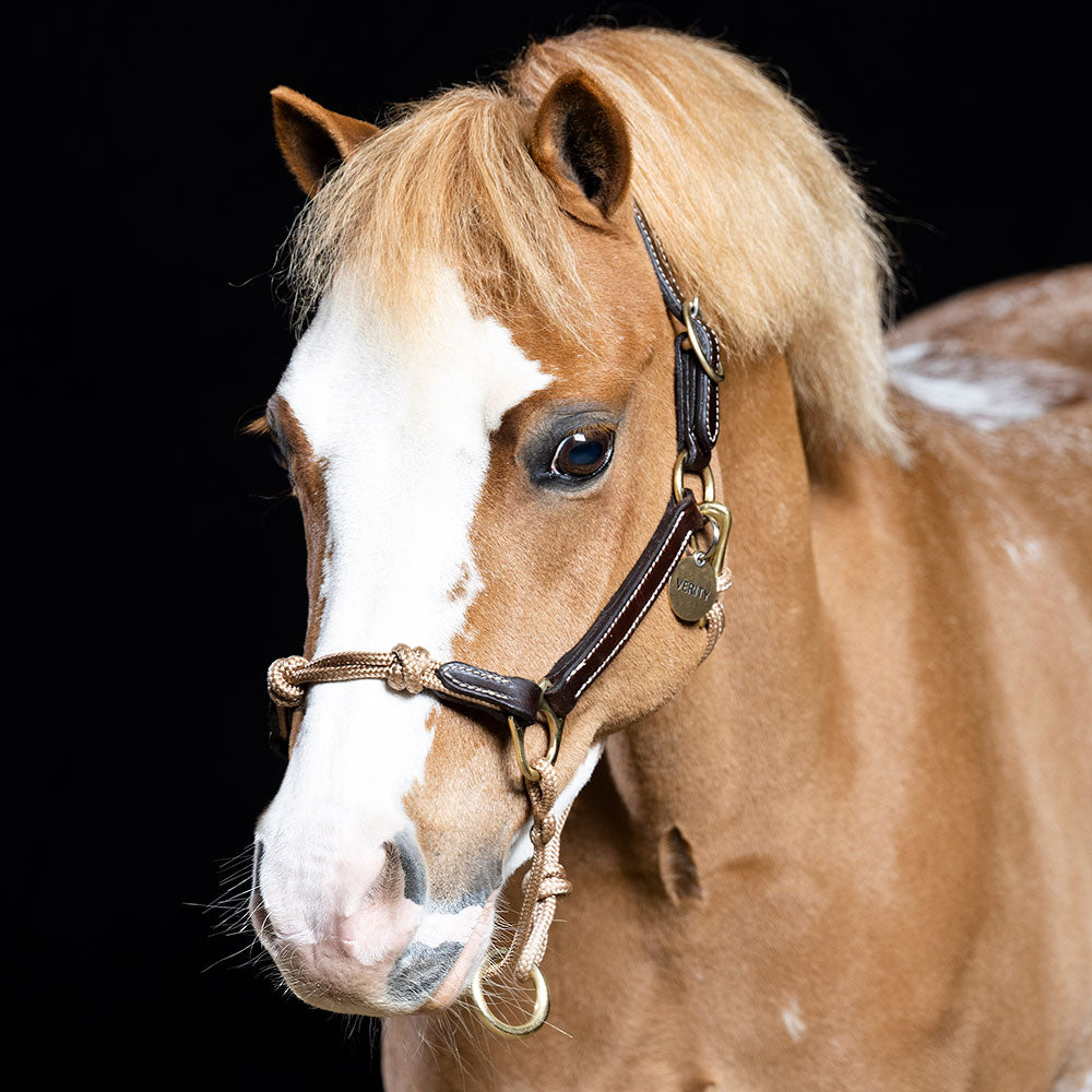 Weanling and Yearling Horse HYBRID Halters – The Horse Education Company