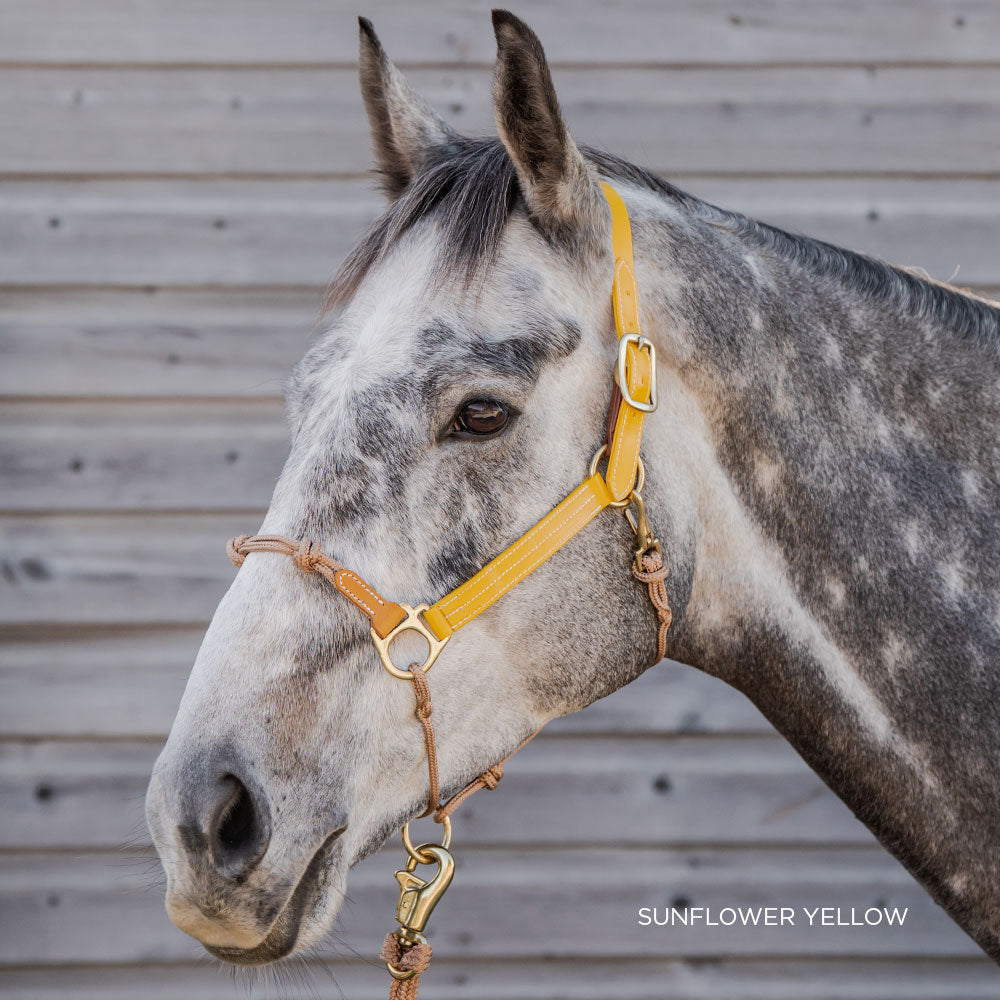 Synthetic Leather Hybrid Halter – The Horse Education Company