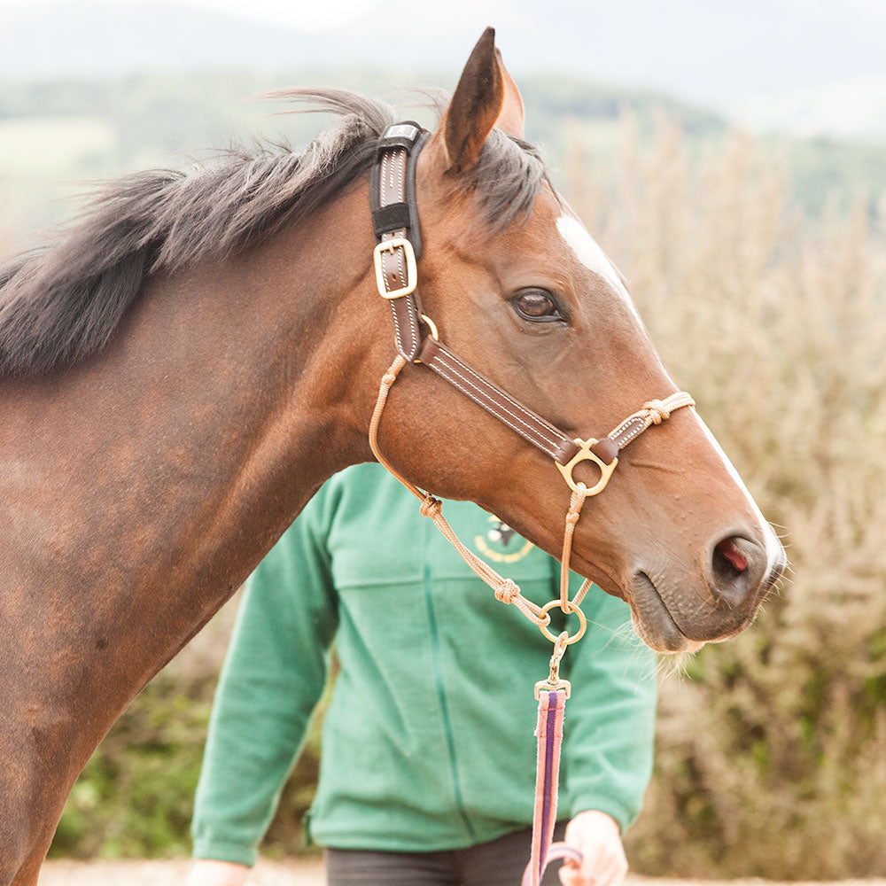 Halter Poll Pad – HEC Horse Education Company